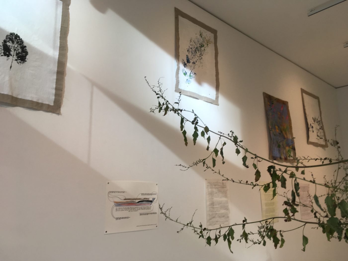 Maria Thereza Alves: Seeds of Change | Vera List Center